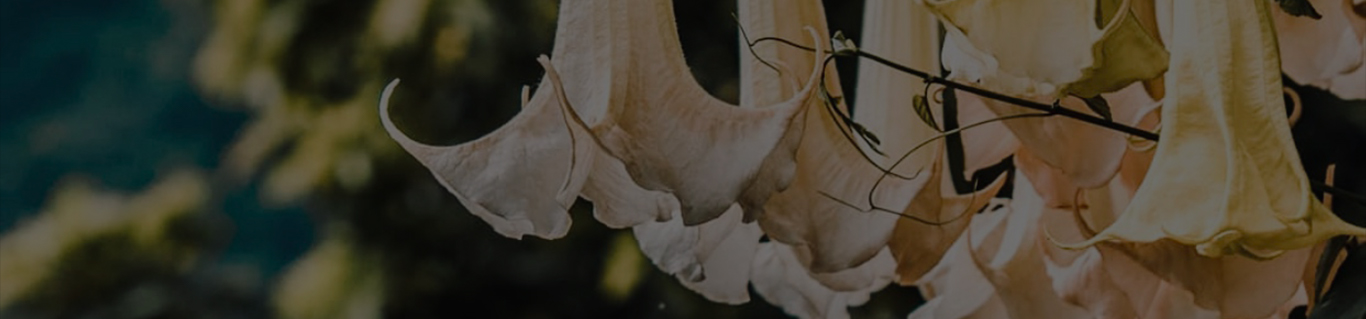 Tropical Masquerade, the Collection - Shoma the Label